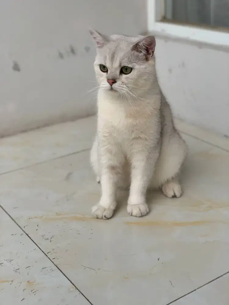 British Shorthair/BSH Silver Jantan Ped WCF - Hewan Peliharaan - 888401965