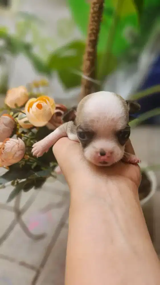 NEGO STANBUM ANJING CIHUAHUA MINI CUP - Hewan Peliharaan - 913762199