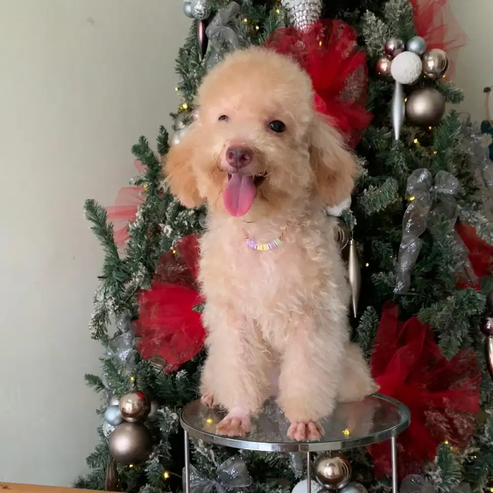 Toy di Indonesia - OLX Murah Dengan Harga Terbaik - OLX.co.id