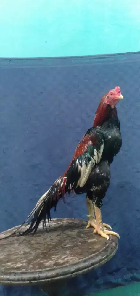 Ayam Bangkok Pakhoy - Jual Hewan Peliharaan Terlengkap di Jakarta D.K.I ...