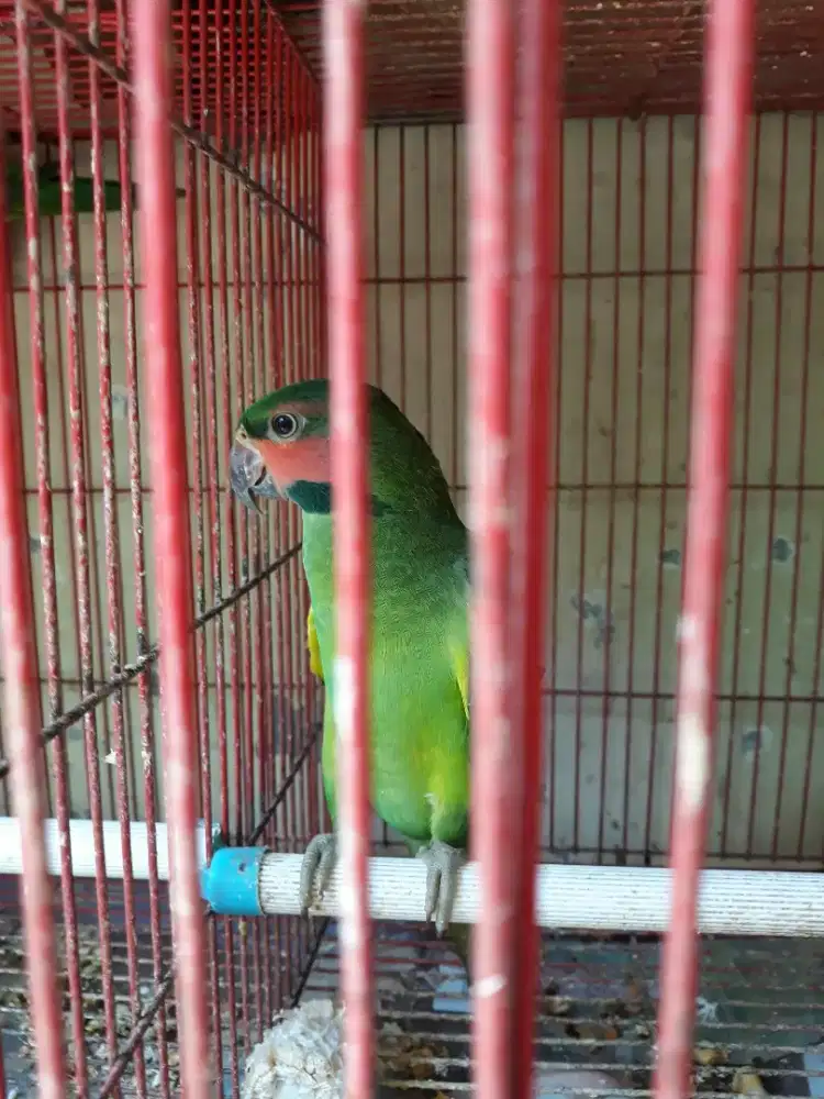 Parkit di Soekarno Hatta - OLX Murah Dengan Harga Terbaik - OLX.co.id