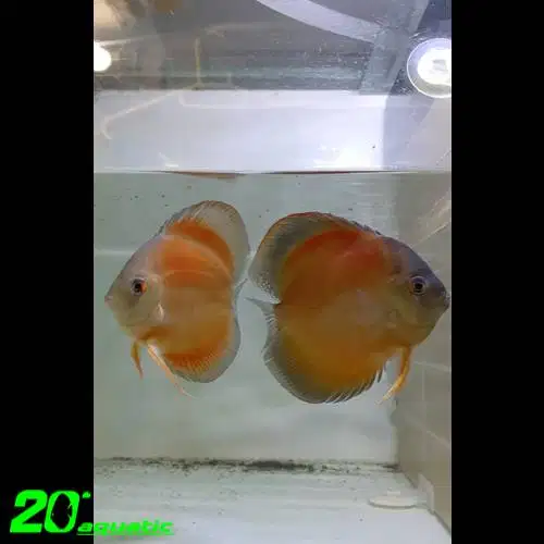 Discus di Indonesia - OLX Murah Dengan Harga Terbaik - OLX.co.id