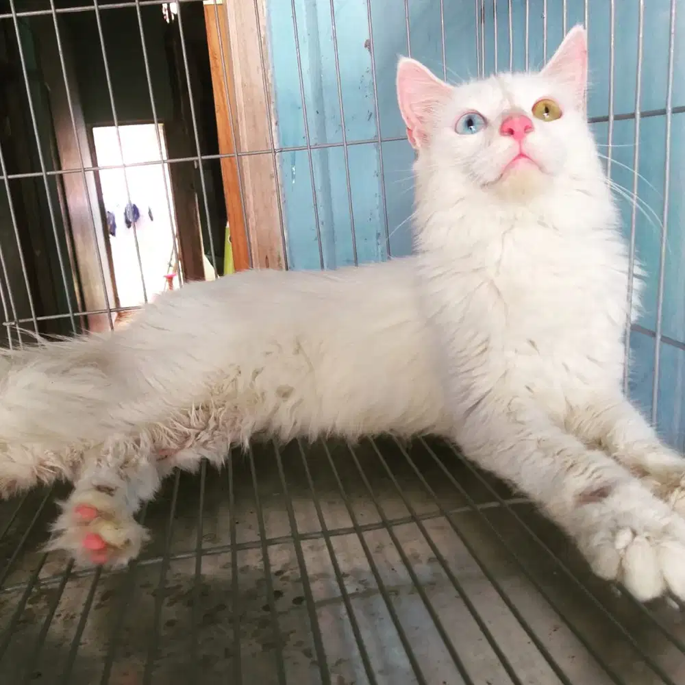 Pacak Kucing - Jual Hewan Peliharaan Terlengkap di Cinere - OLX.co.id