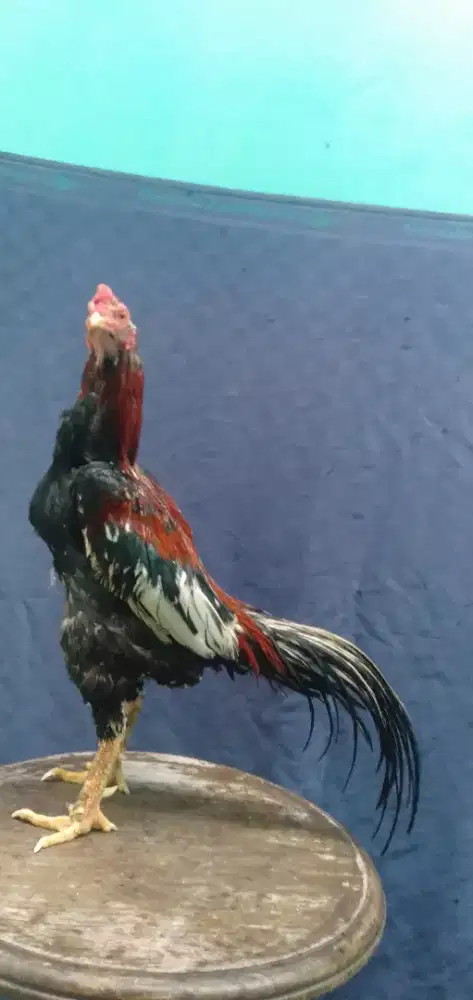 Ayam Bangkok Pakhoy - Jual Hewan Peliharaan Terlengkap di Jakarta D.K.I ...