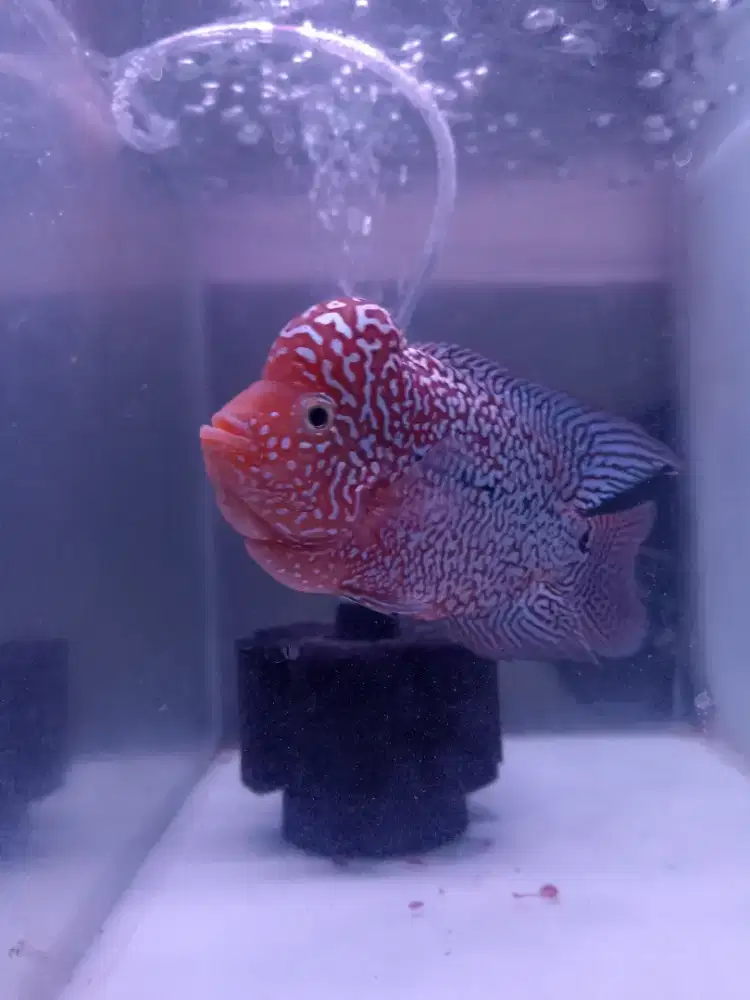 Ikan Louhan di Indonesia - OLX Murah Dengan Harga Terbaik - OLX.co.id